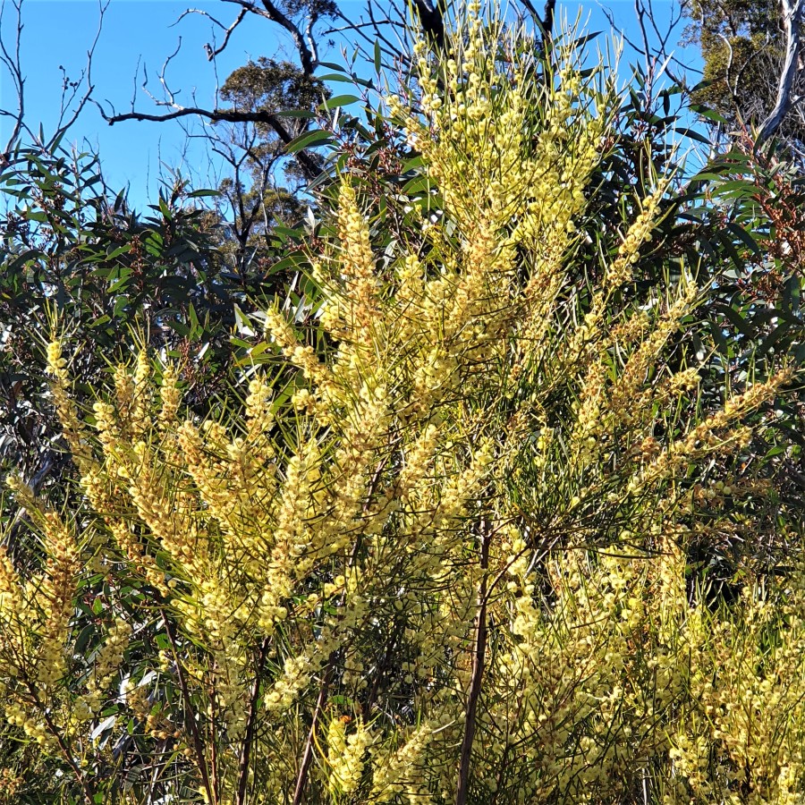 Mt Bushwalker - Budawangs walk, 20 August (1) - Illawarra Ramblers