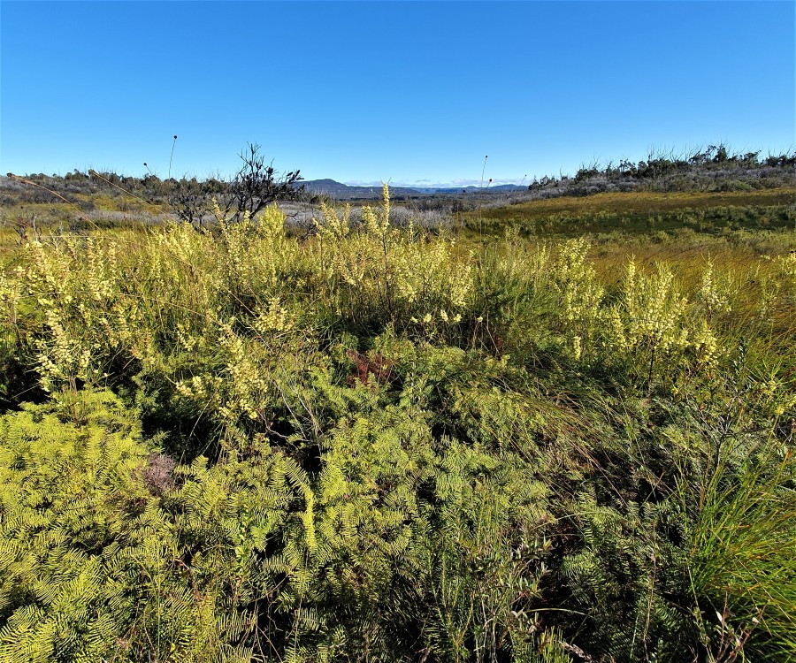 Mt Bushwalker - Budawangs walk, 20 August (2) - Illawarra Ramblers